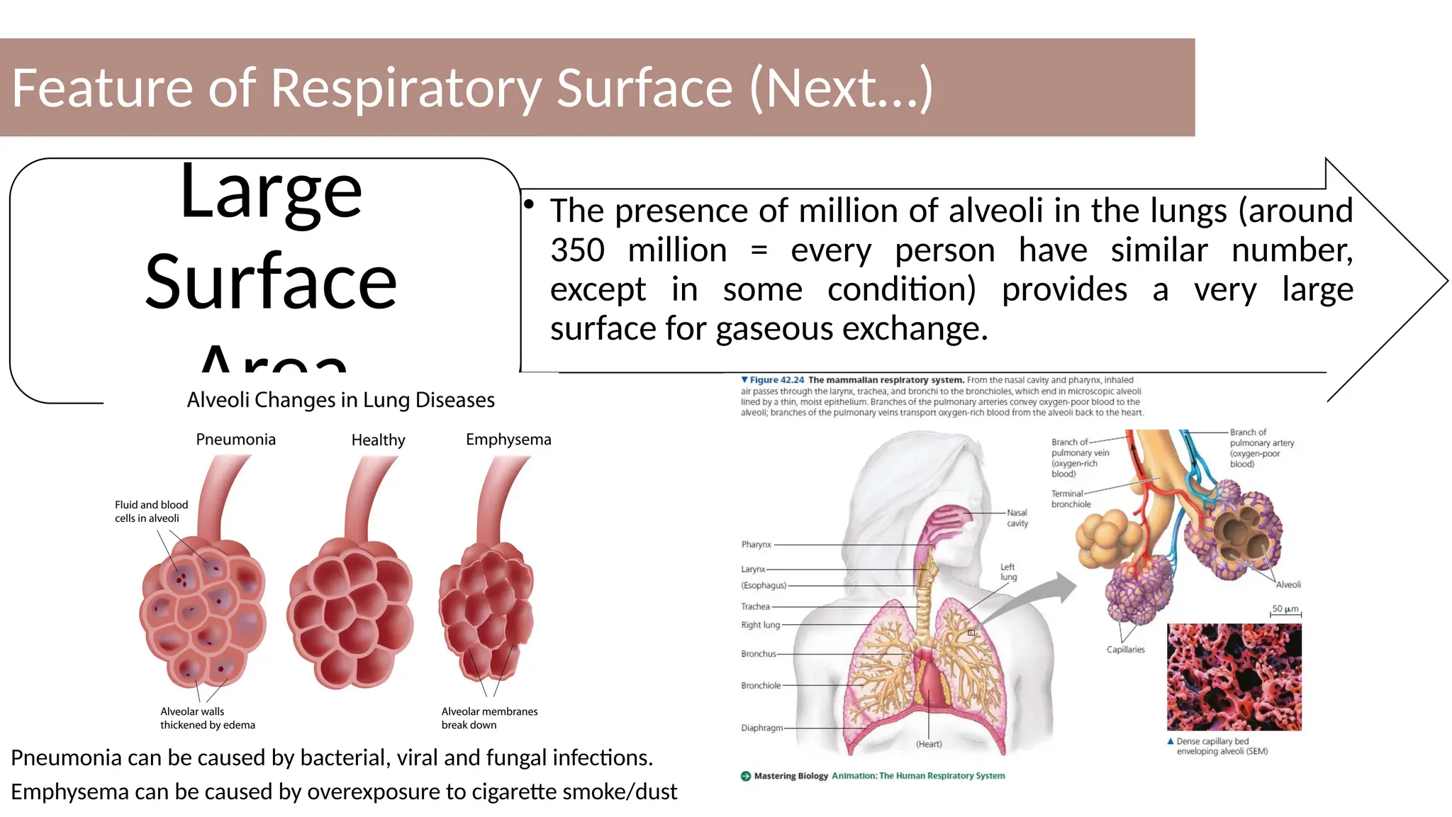 DF-Gas Exchange in Human (Part 2)-27.03.2024.pptx