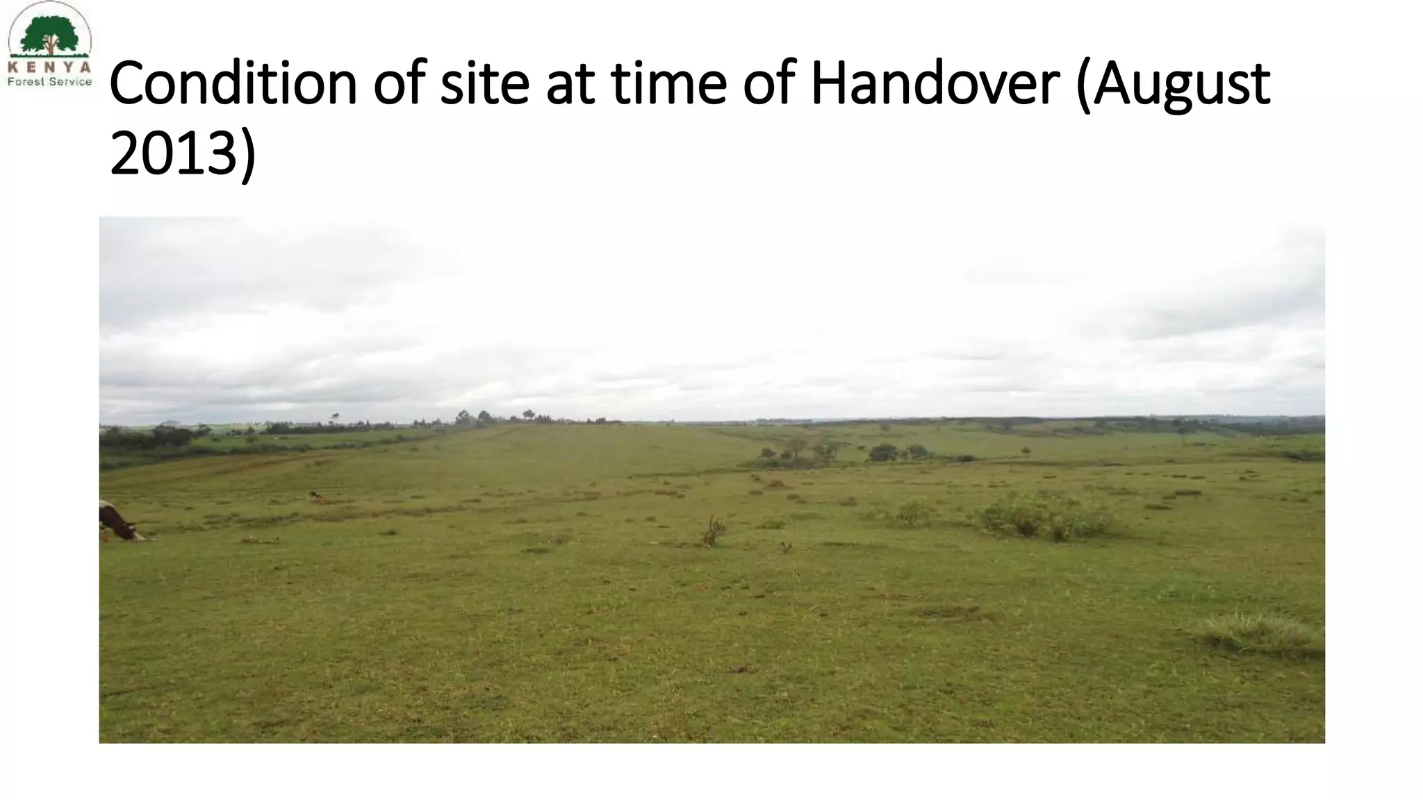 Rehabilitation of degraded saino forest site within Mau Forest complex ...