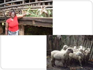 Forest restoration efforts in Kenya: A case of Enderit/Mau Narok block ...