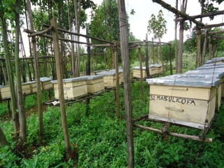 Forest restoration efforts in Kenya: A case of Enderit/Mau Narok block ...