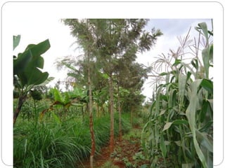 Forest restoration efforts in Kenya: A case of Enderit/Mau Narok block ...