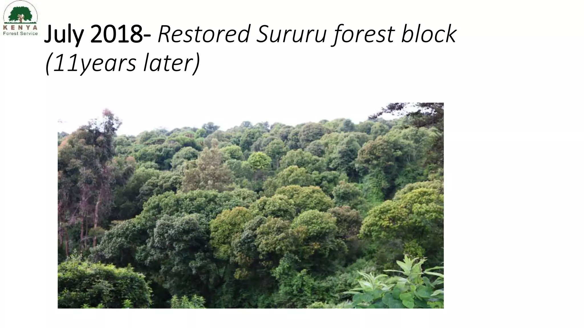 Reforestation Efforts in Kenya: A case of Surubu/Likia forest block ...