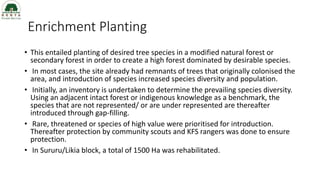 Reforestation Efforts in Kenya: A case of Surubu/Likia forest block ...