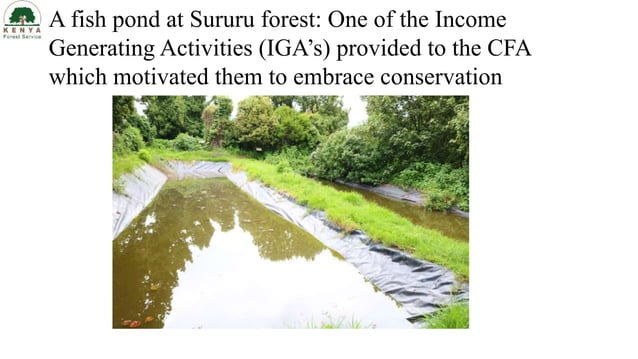 Reforestation Efforts in Kenya: A case of Surubu/Likia forest block ...