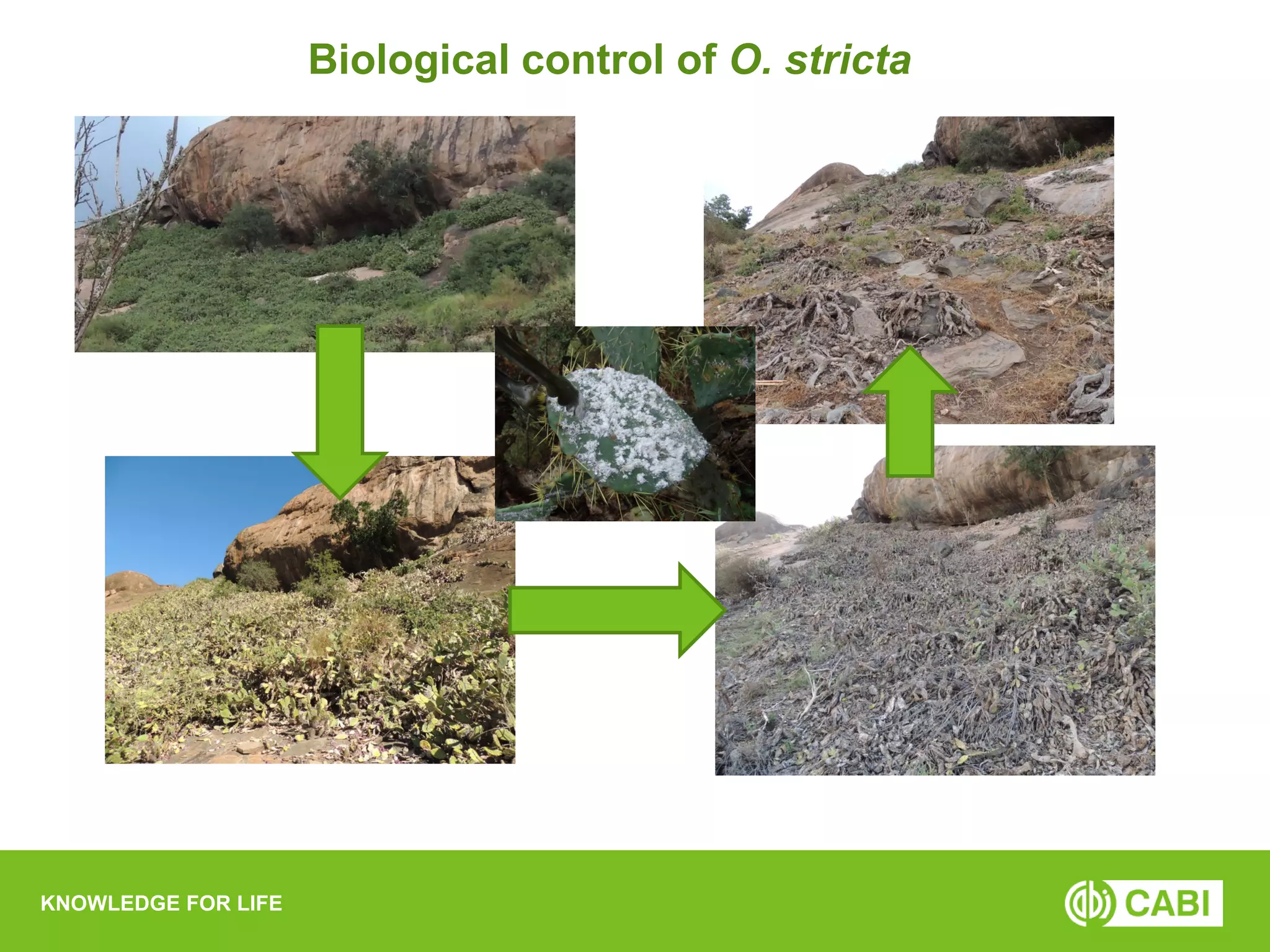 Invasive alien plants, land degradation, and restoration | PDF ...