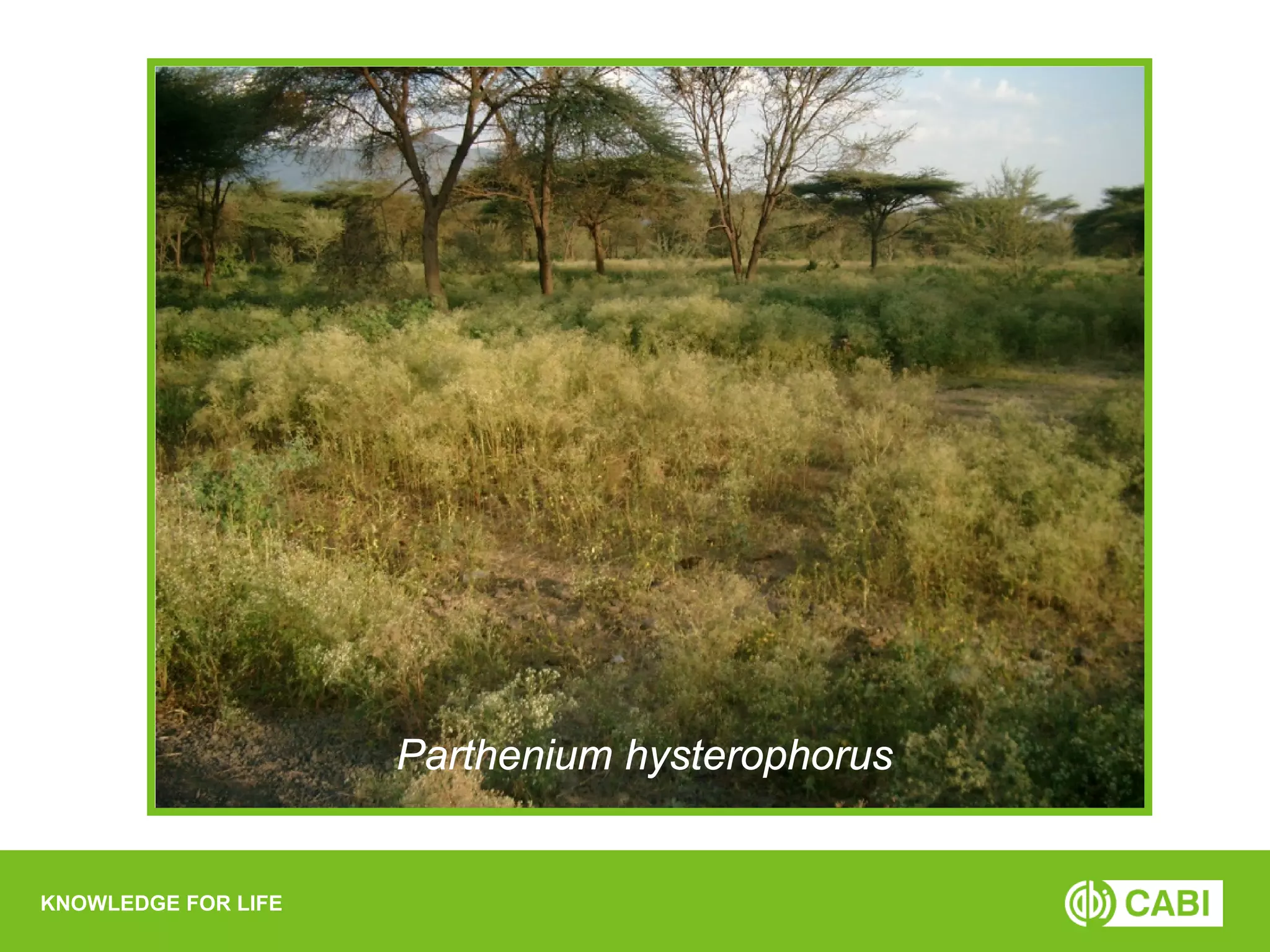 Invasive alien plants, land degradation, and restoration | PDF ...