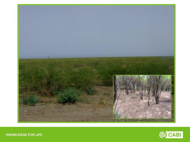 Invasive alien plants, land degradation, and restoration | PDF ...