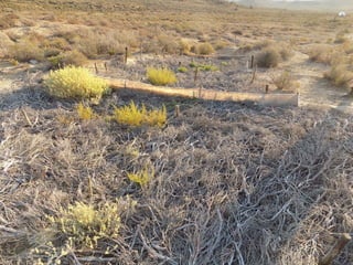Invasive alien plants, land degradation, and restoration | PDF