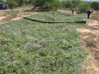 Invasive alien plants, land degradation, and restoration | PDF