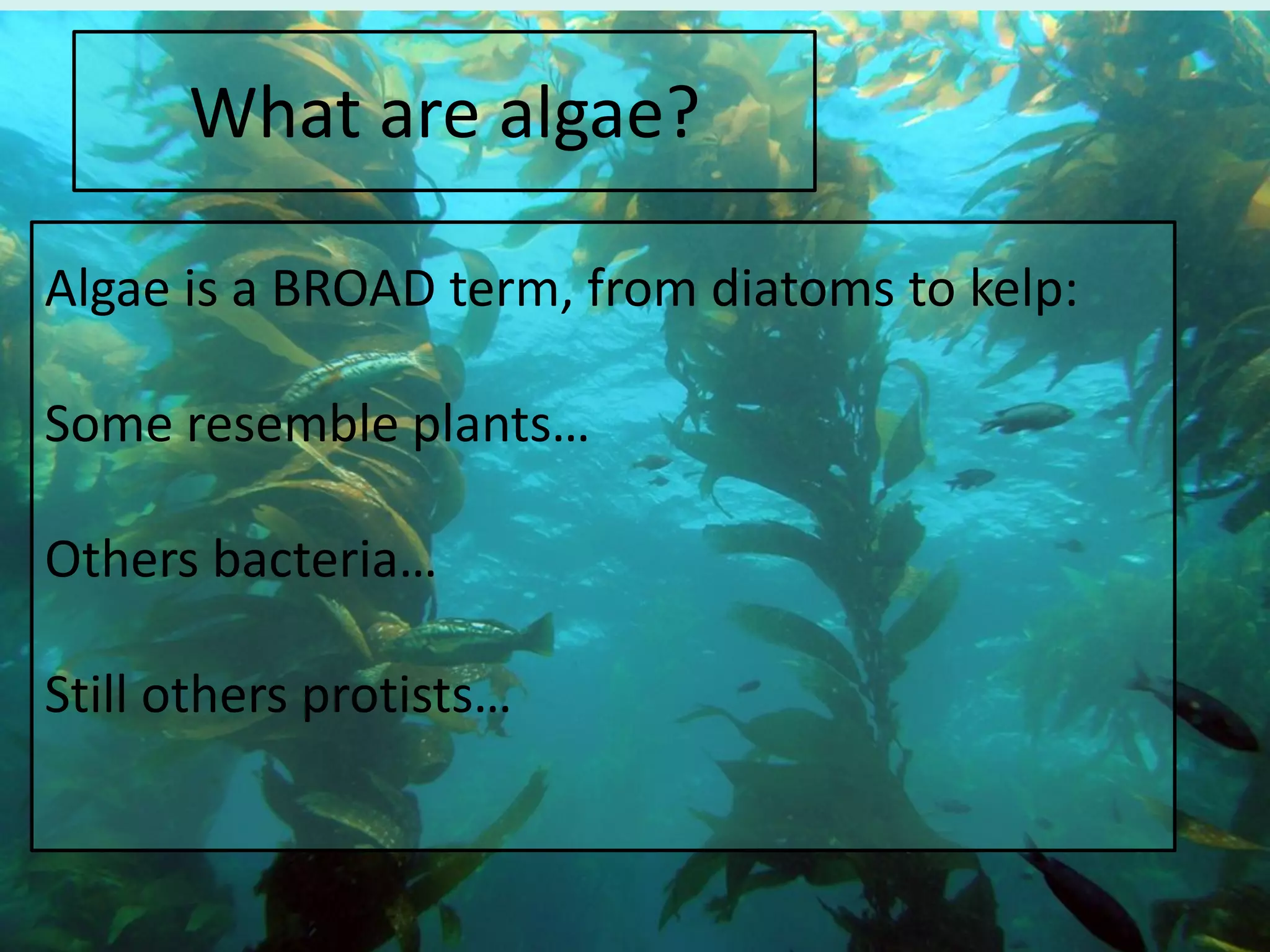 Algae Presentation | PDF