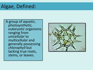 Algae Presentation | PDF