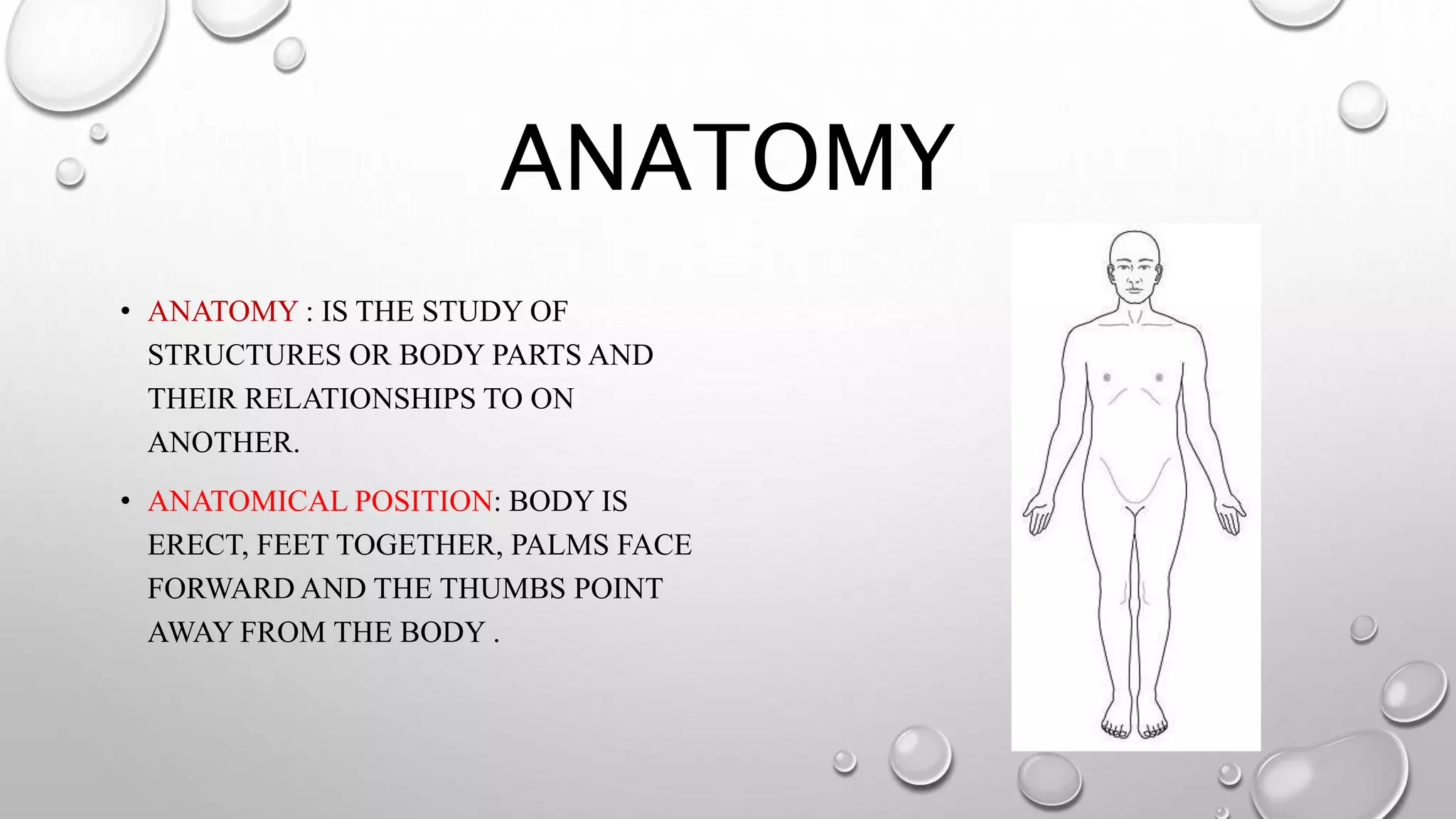 Wound Care Anatomy | PPTX