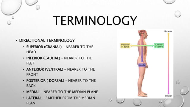 Wound Care Anatomy | PPTX