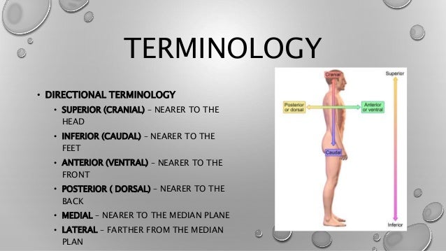 Wound Care Anatomy