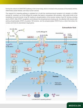 STAT3-targeted Drugs R&D Service | PDF