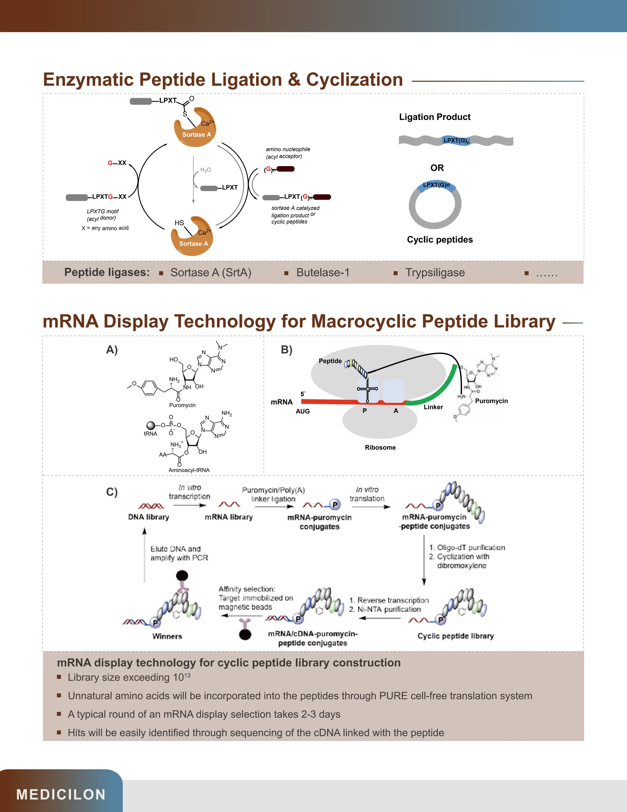 Synthetic Biology——Medicilon Peptide Drug Discovery Service Platform | PDF