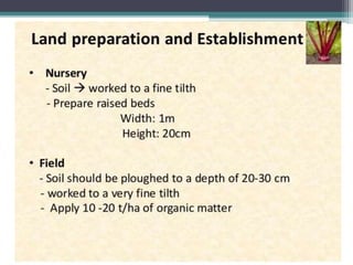 Beetroot ppt | PPTX