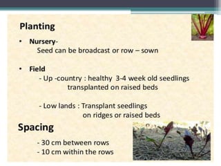 Beetroot ppt | PPTX