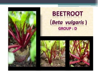 Beetroot ppt | PPTX
