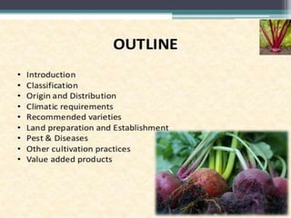 Beetroot ppt | PPTX