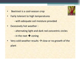 Beetroot ppt | PPTX