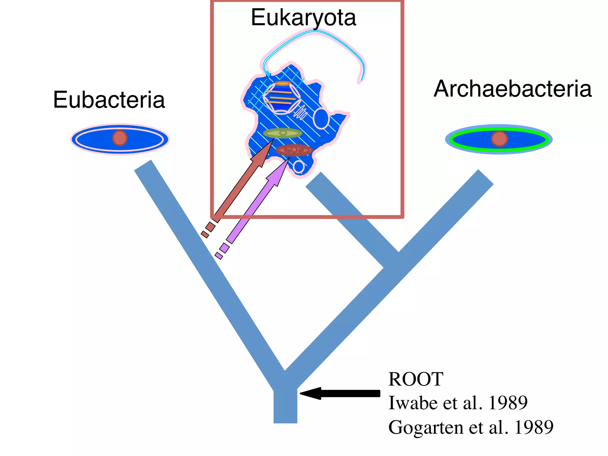 Protein Evolution: Structure, Function, and Human Health | PDF