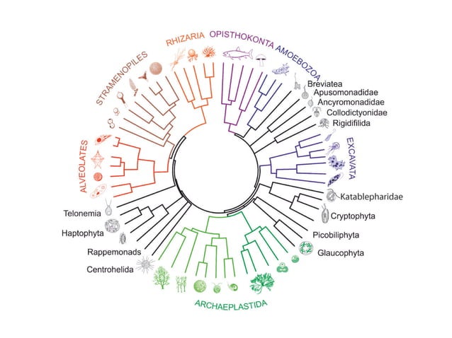 Protein Evolution: Structure, Function, and Human Health | PDF