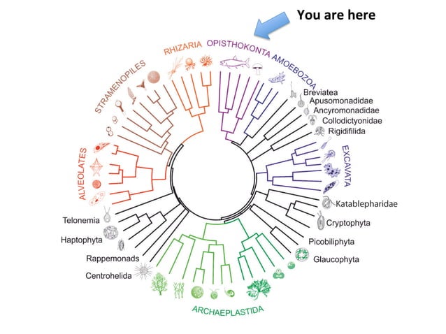 Protein Evolution: Structure, Function, and Human Health | PDF