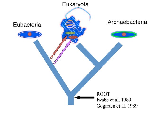 Protein Evolution: Structure, Function, and Human Health | PDF