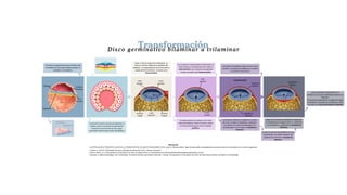 Disco germinativo bilaminar- Disco germinativo trilaminar | PDF