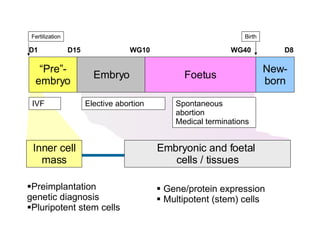 Necker Human Embryo Resource | PPT