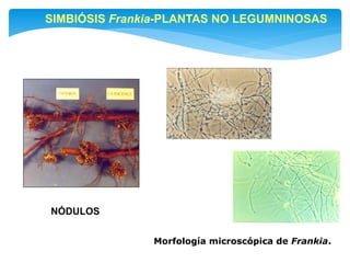 bacterias rizosfericas | PDF