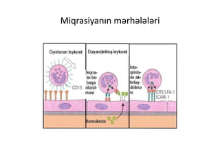 İltihab prosesi | PPTX