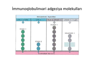 İltihab prosesi | PPTX