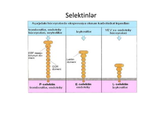 İltihab prosesi | PPTX