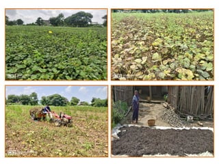 Crop Colonies- Seed to Plate Value Chain of Pulses in Telangana | PPT