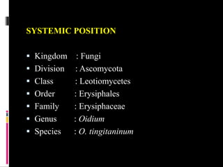 Citrus Powdery Mildew | PPTX