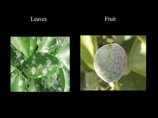 Citrus Powdery Mildew | PPTX