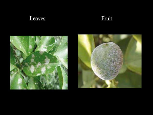 Citrus Powdery Mildew | PPTX