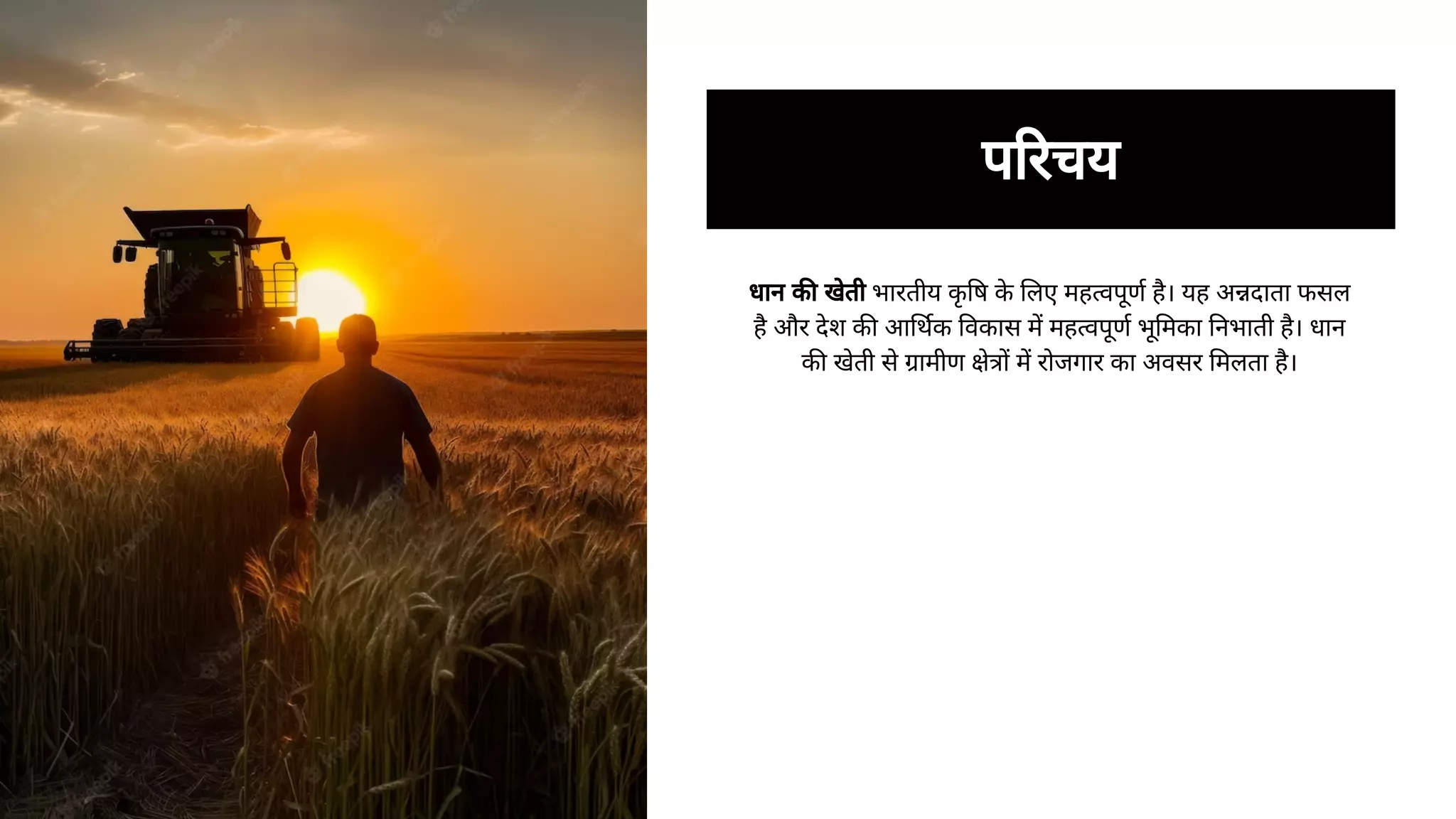 Dhan ki kheti.pdf