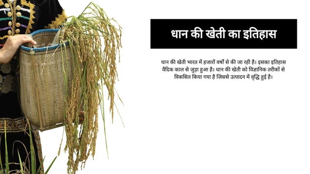 Dhan ki kheti.pdf