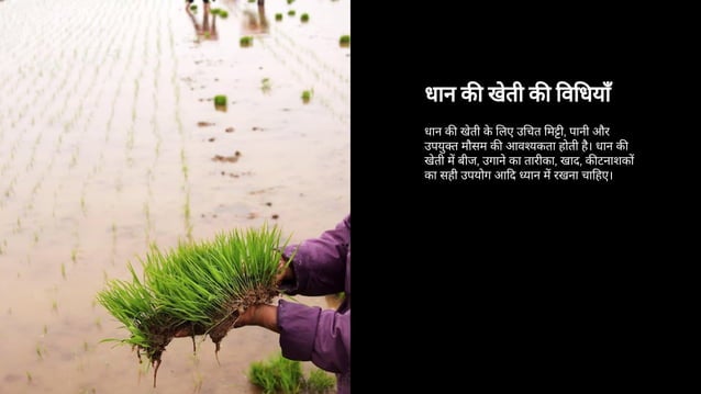 Dhan ki kheti.pdf