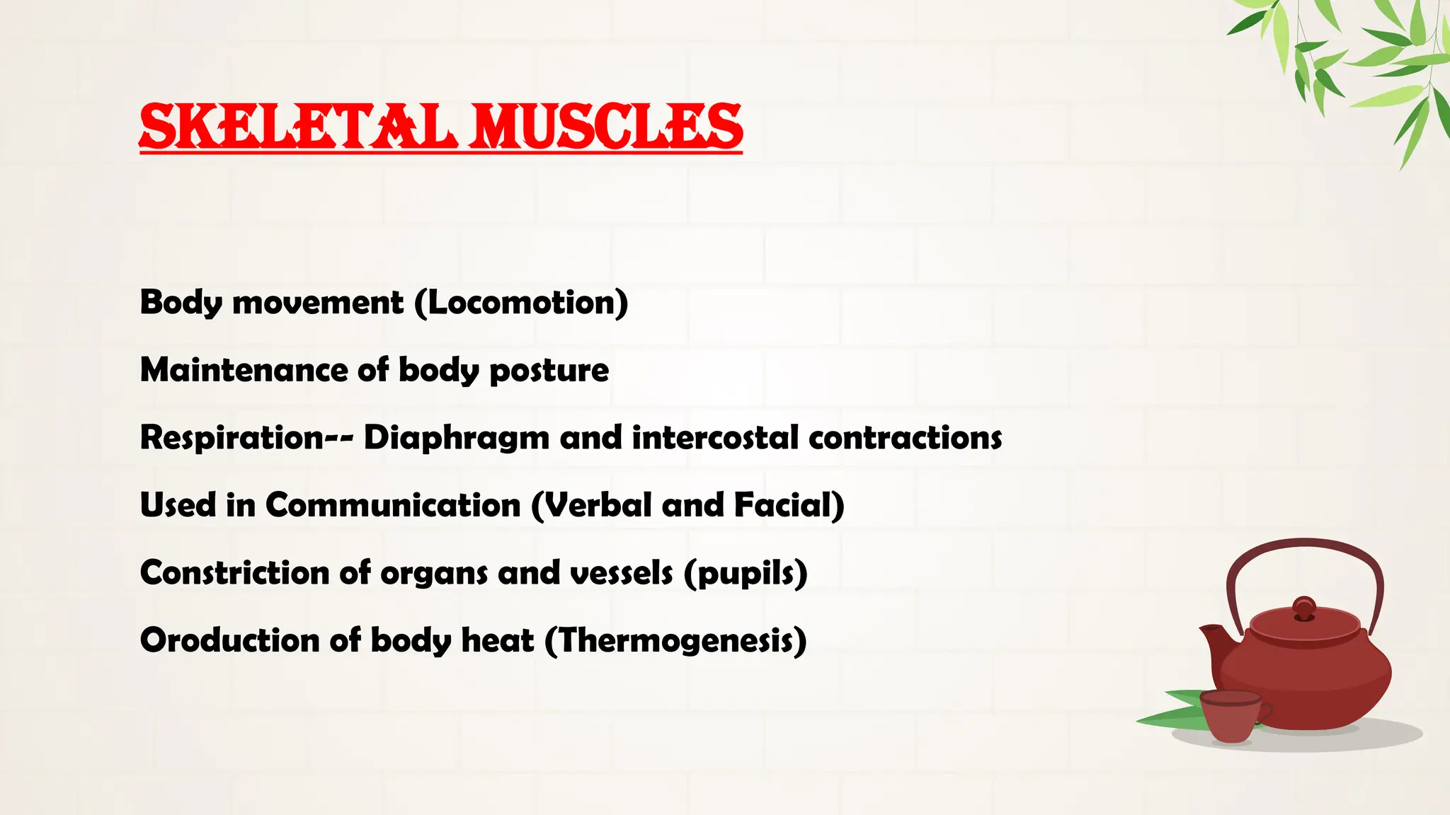 Unit5muscles types of muscles SMOOTH CARDIAC SKELETON | PPT