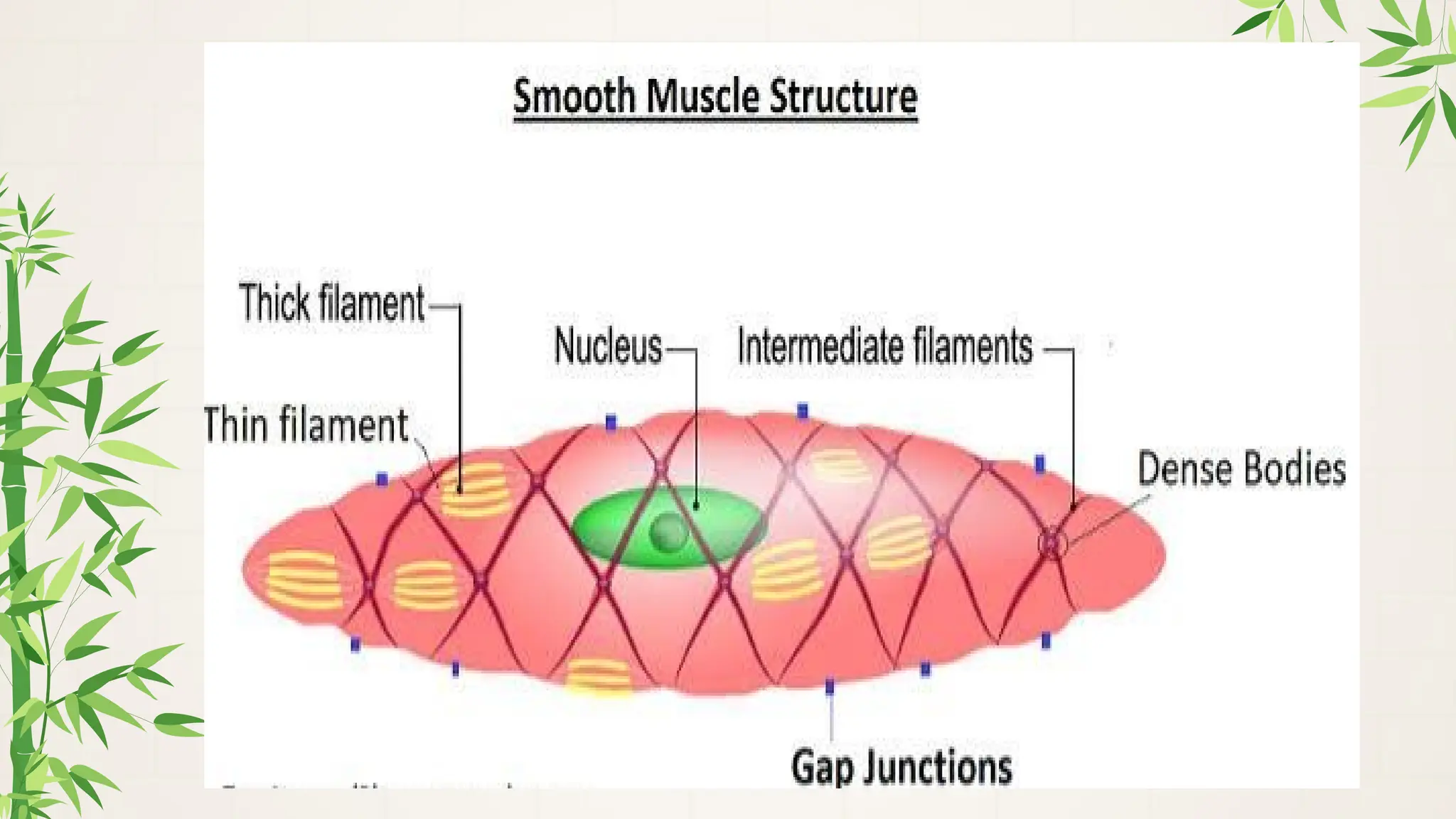 Unit5muscles types of muscles SMOOTH CARDIAC SKELETON | PPT