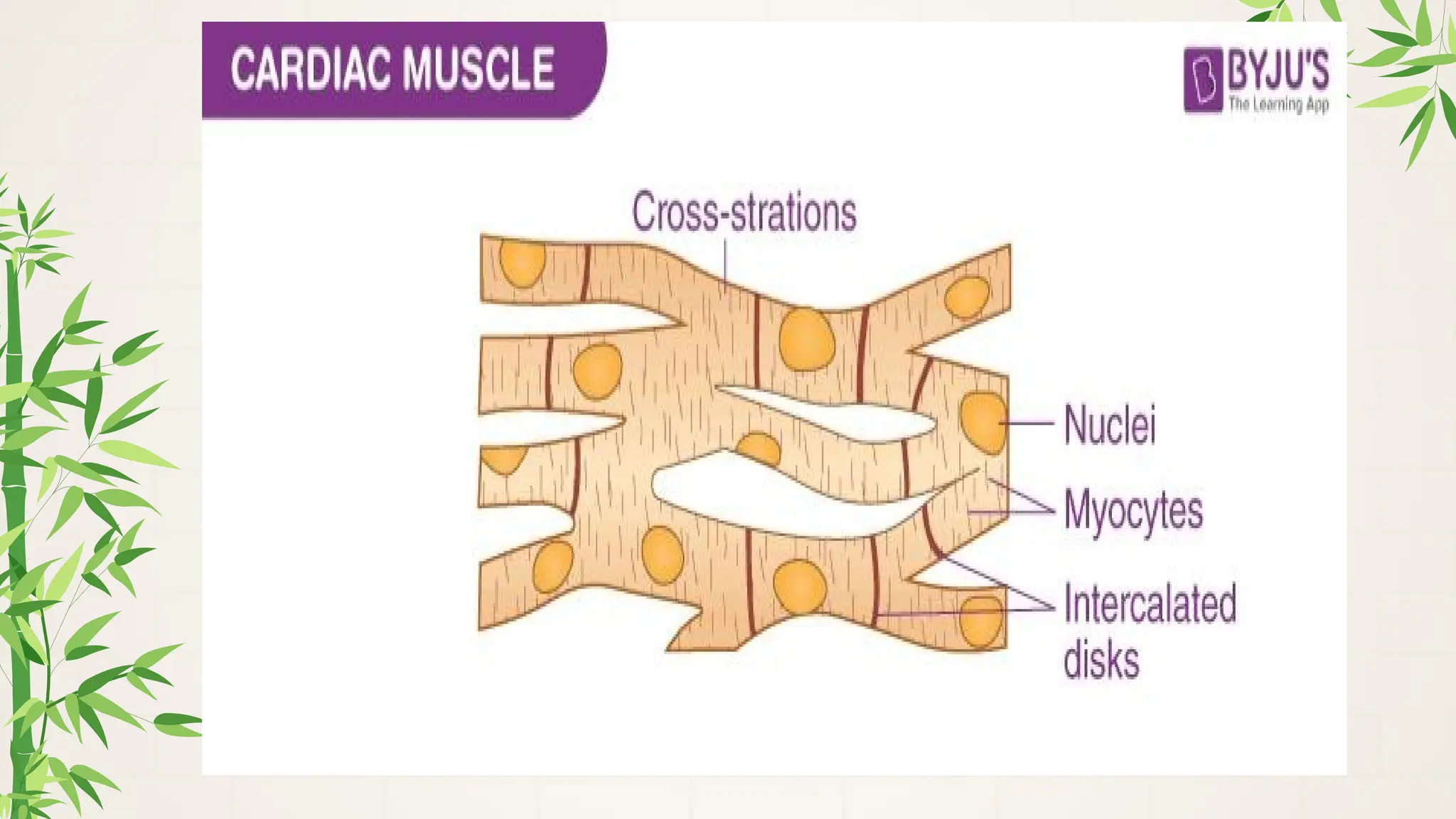 Unit5muscles types of muscles SMOOTH CARDIAC SKELETON | PPT
