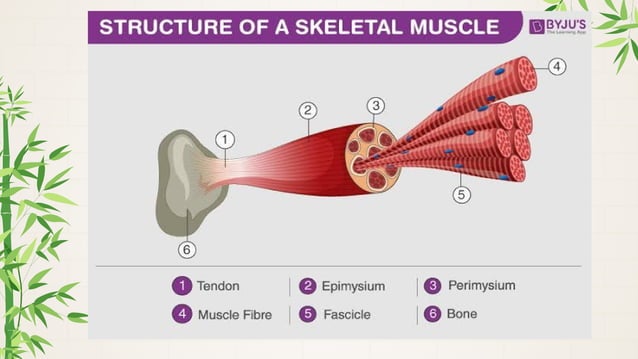 Unit5muscles types of muscles SMOOTH CARDIAC SKELETON | PPT
