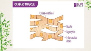 Unit5muscles types of muscles SMOOTH CARDIAC SKELETON | PPT