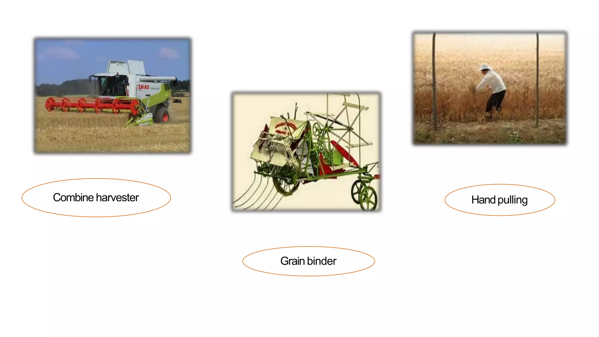 Harvest and Post Harvest Handling of Oats | PPTX