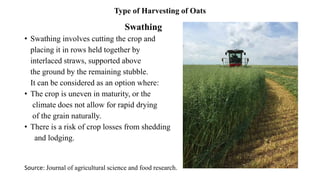 Harvest and Post Harvest Handling of Oats | PPTX
