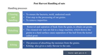 Harvest and Post Harvest Handling of Oats | PPTX
